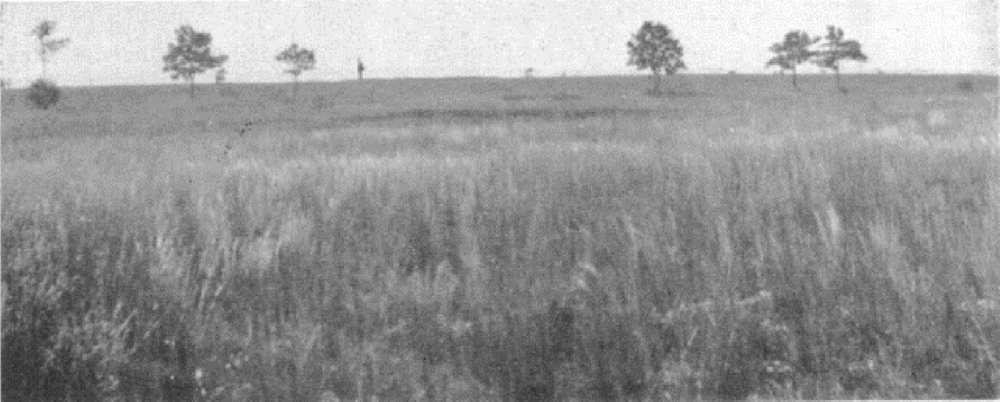 Hempstead Plains - Sandplain Grassland Network