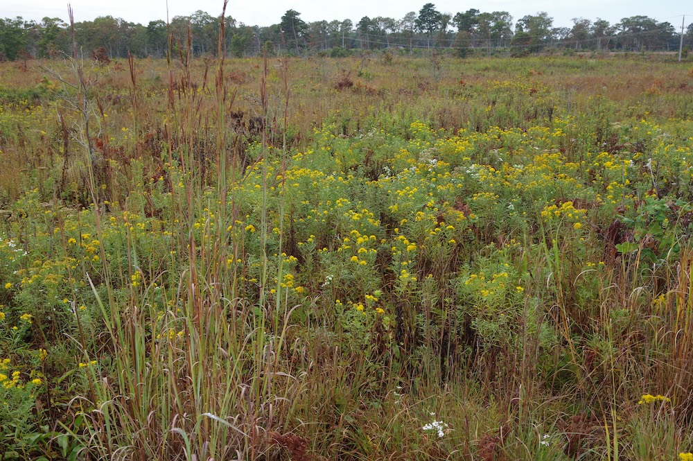 Crane Wildlife Management Area - Sandplain Grassland Network