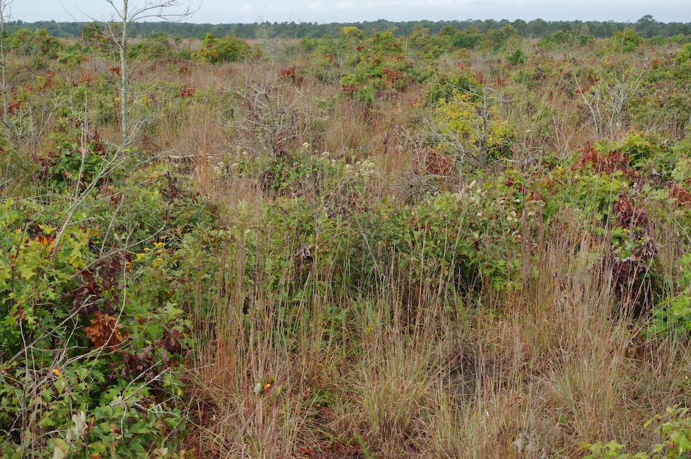 Crane Wildlife Management Area - Sandplain Grassland Network